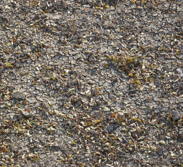 leaves on the ground texture 0036 - Texturelib